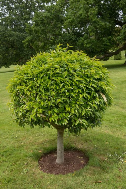 10 Best Trees for Creating Privacy