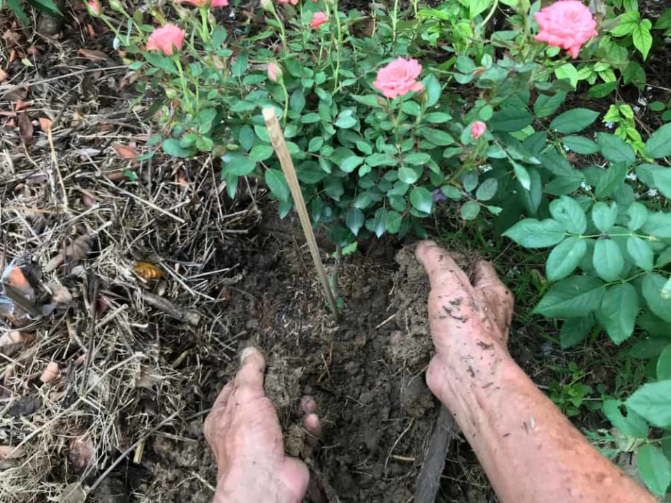 How & When To Fertilize Roses For Big, Beautiful Blooms