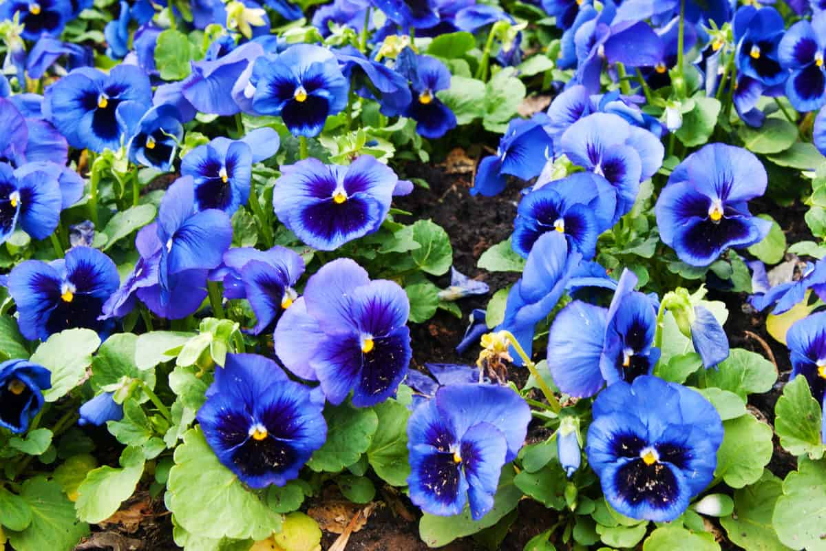 9 Beautiful Blue Perennial Flowers for Your Backyard