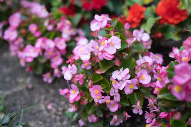5 Cascading Plants & Flowers for Window Boxes