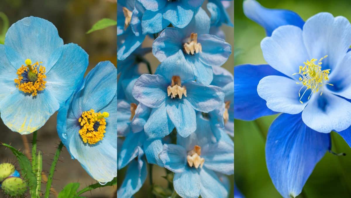9 Beautiful Blue Perennial Flowers for Your Backyard