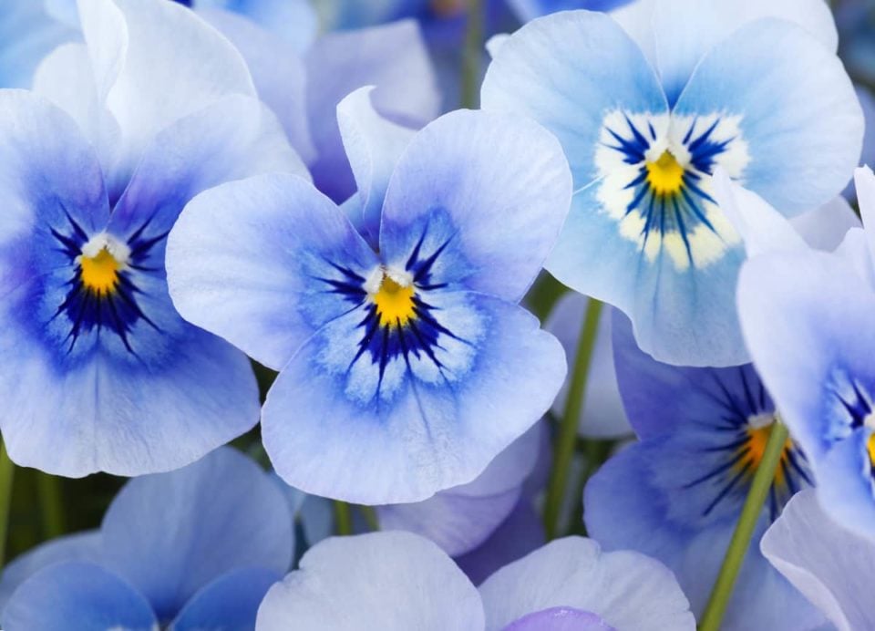 9 Beautiful Blue Perennial Flowers for Your Backyard