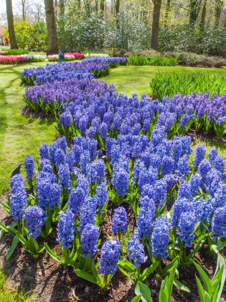 9 Beautiful Blue Perennial Flowers for Your Backyard