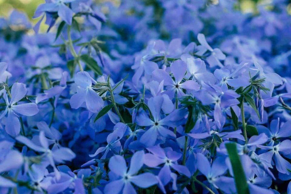 9 Beautiful Blue Perennial Flowers for Your Backyard
