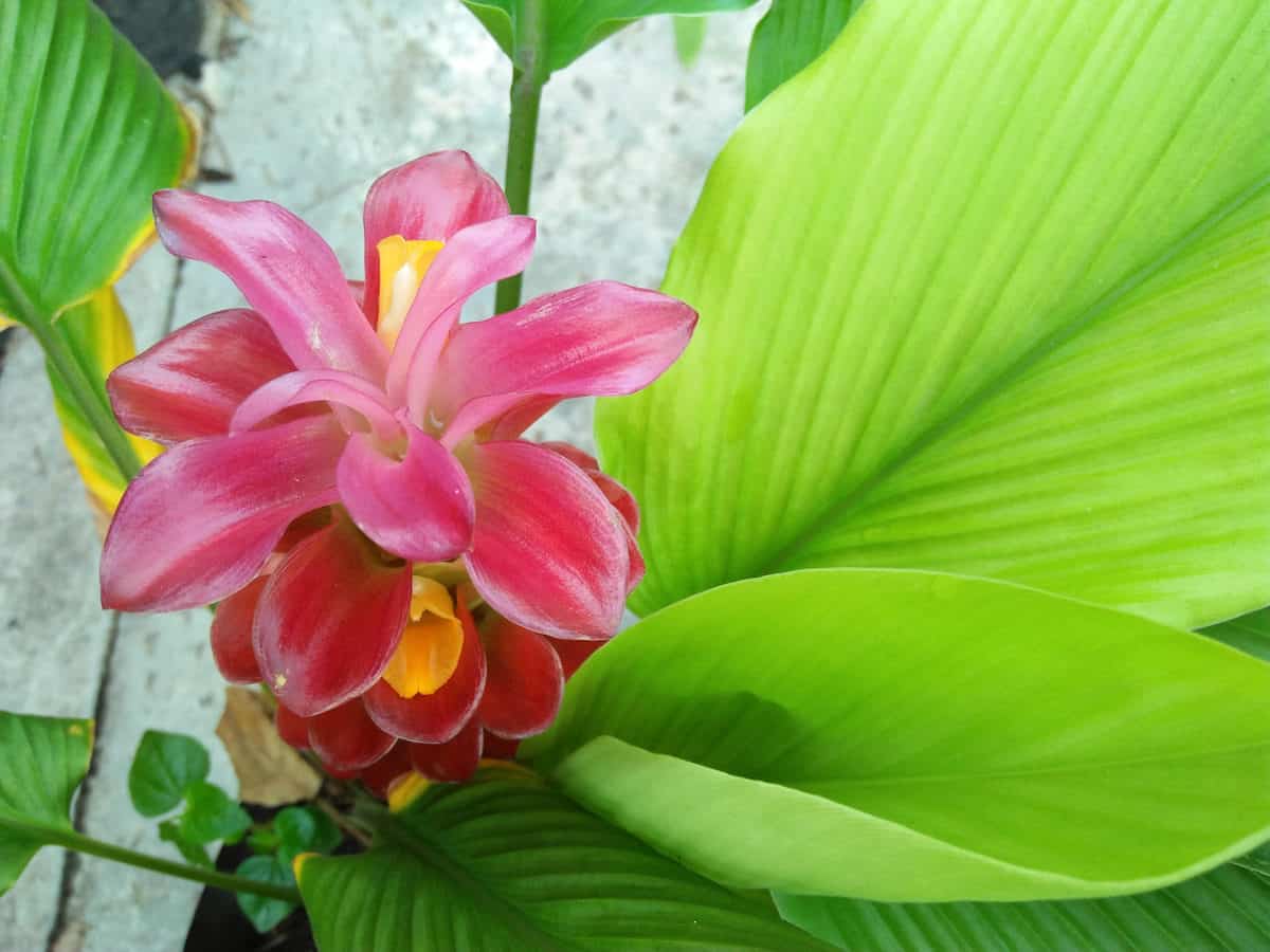 5 Bulbs To Plant In Spring For Summer & Fall Beauty