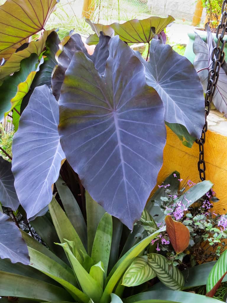 5 Bulbs To Plant In Spring For Summer & Fall Beauty