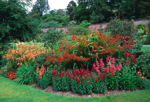11 Tall Perennials To Add Depth & Beauty To Your Garden