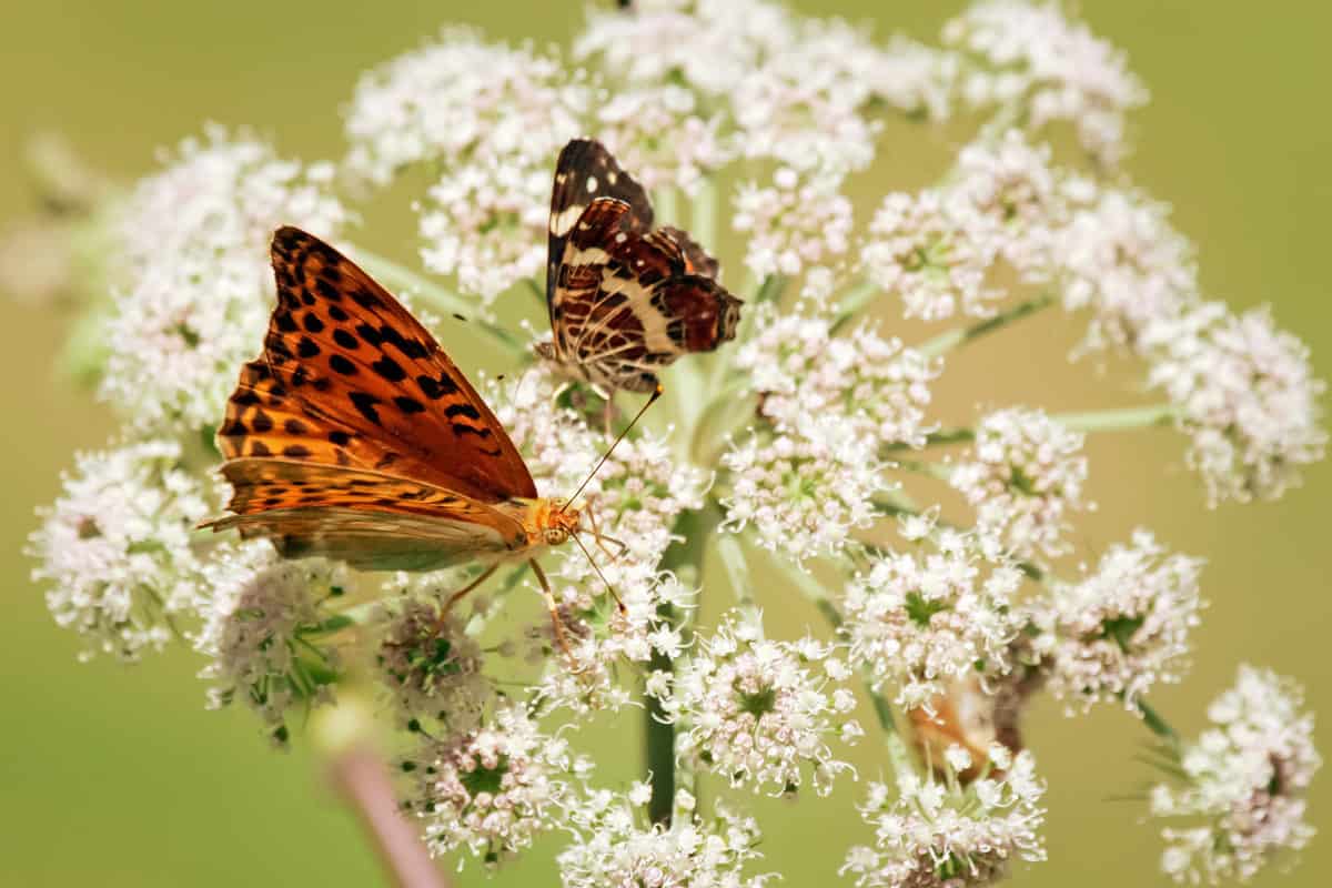 Butterfly Plants: 16 Plants To Turn Your Backyard Into A Butterfly Paradise