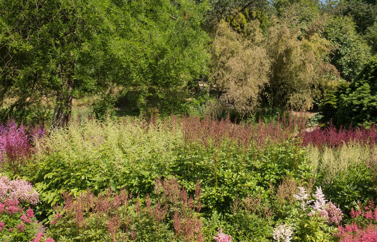 11 Tall Perennials To Add Depth & Beauty To Your Garden