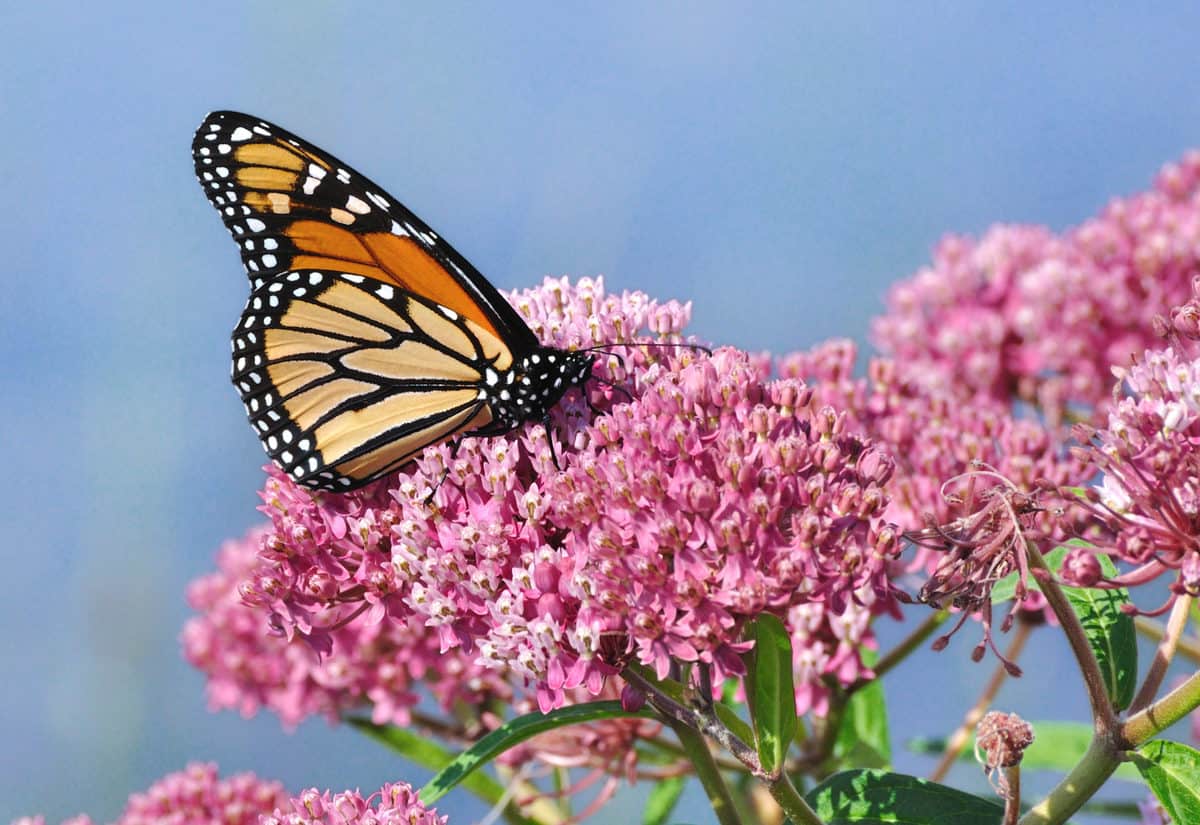 Butterfly Plants: 16 Plants To Turn Your Backyard Into A Butterfly Paradise