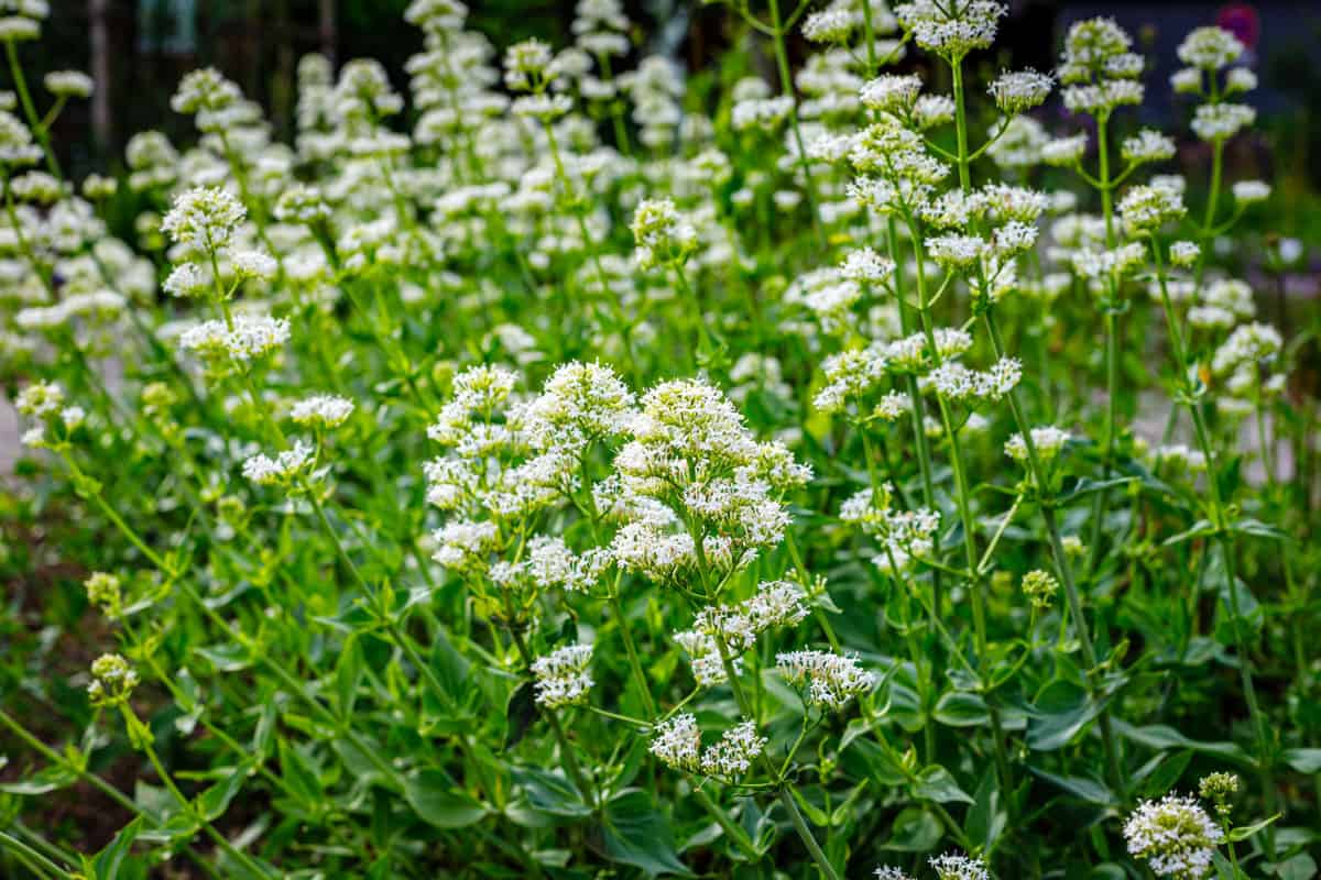 11 Tall Perennials To Add Depth & Beauty To Your Garden