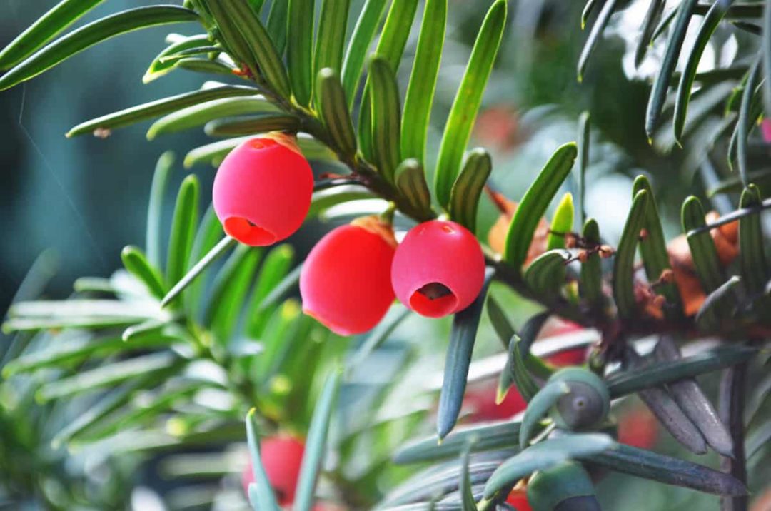 15 Plants, Shrubs & Trees That Grow In Total Shade