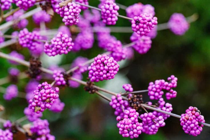 American Beautyberry: Grow & Care Guide + How To Use The Berries