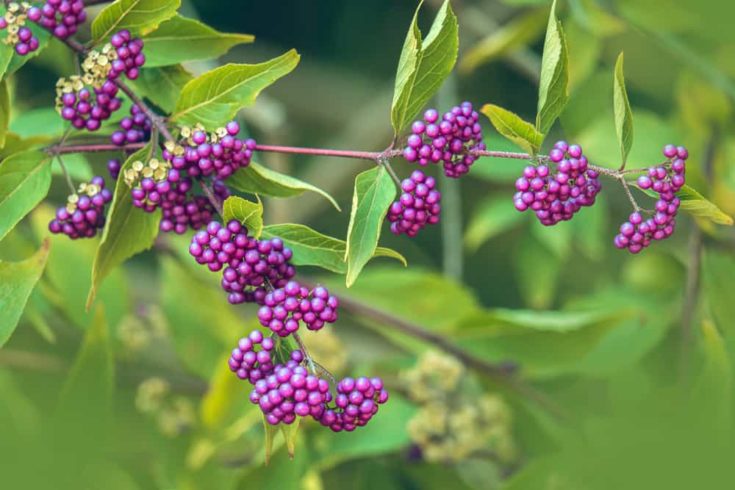 American Beautyberry: Grow & Care Guide + How To Use The Berries