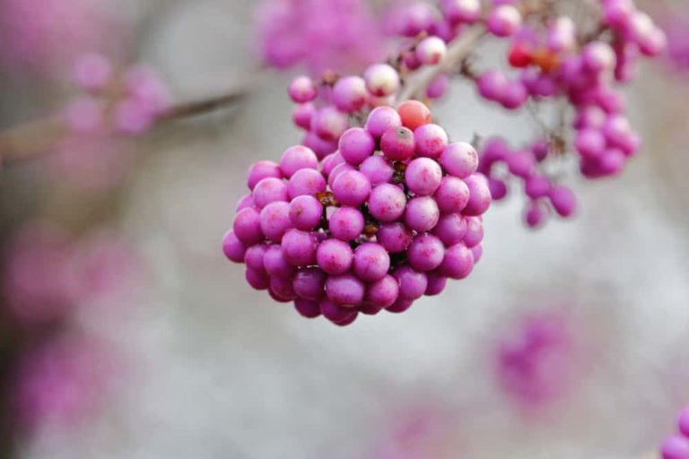 American Beautyberry: Grow & Care Guide + How To Use The Berries