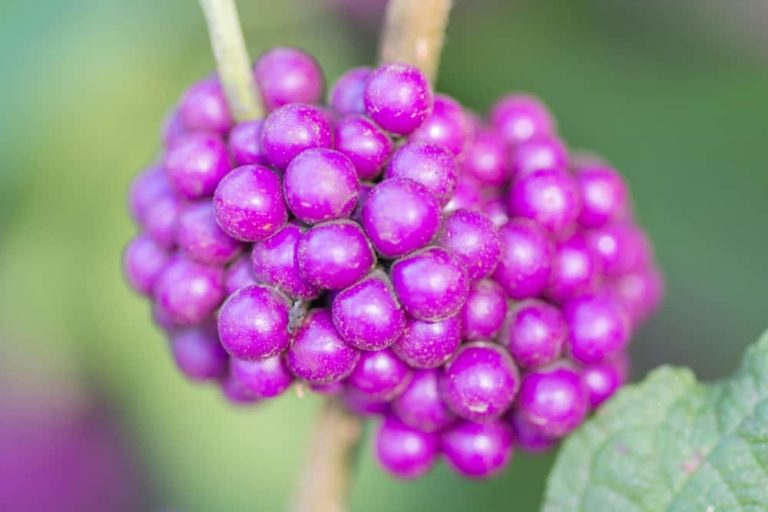 American Beautyberry: Grow & Care Guide + How To Use The Berries