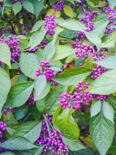 American Beautyberry: Grow & Care Guide + How To Use The Berries