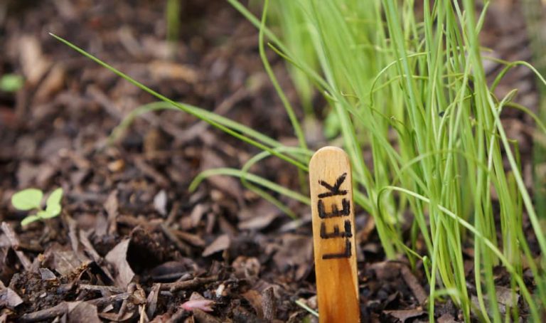 17 DIY Garden Plant Label & Marker Ideas