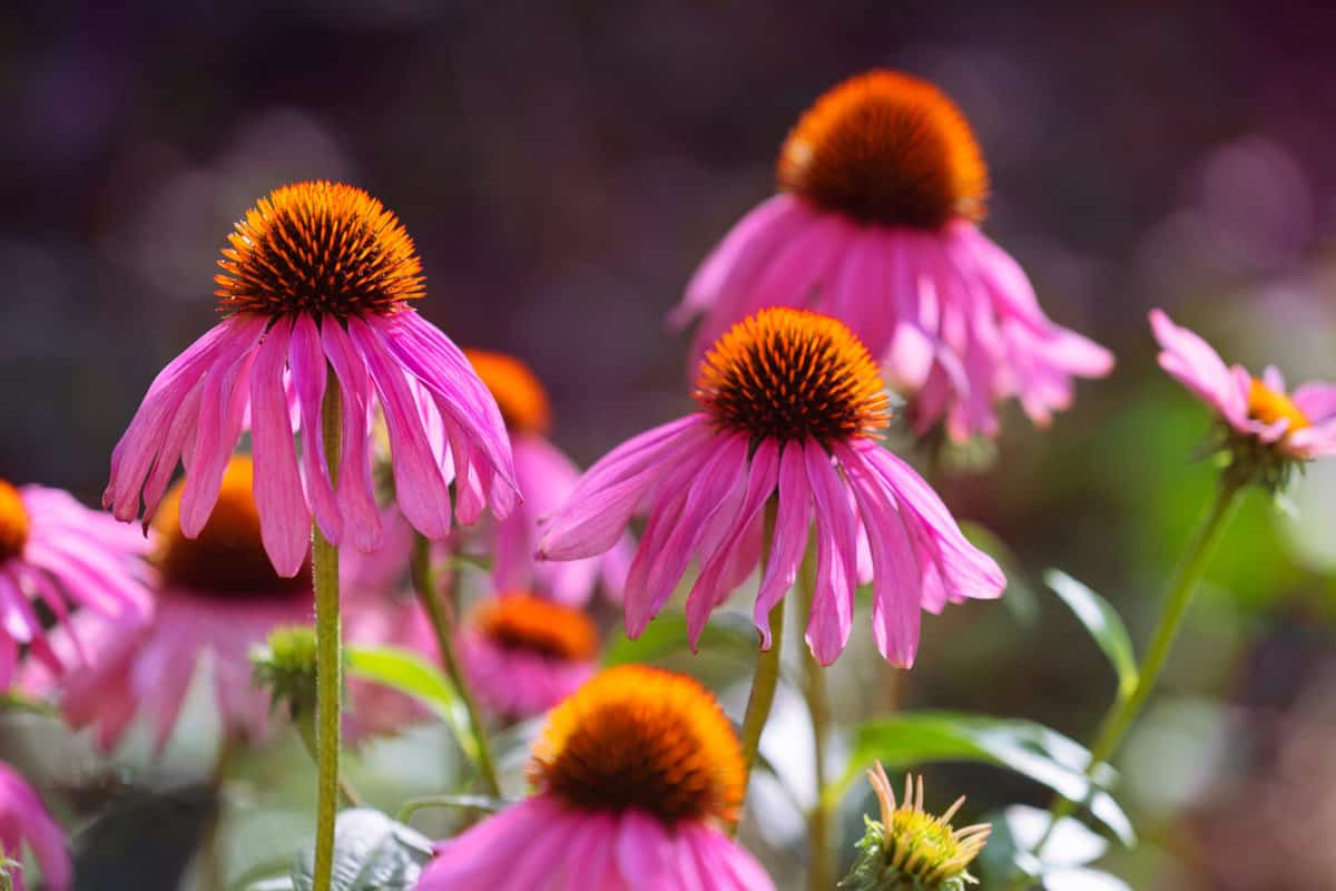 9 Pretty Purple Perennials That Deserve A Spot In Your Garden