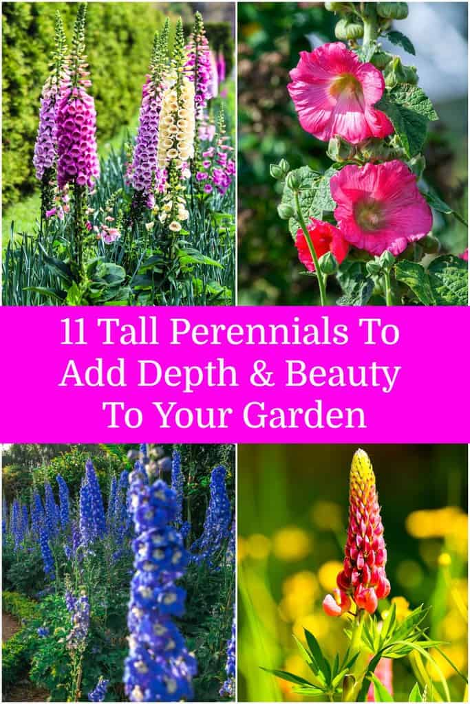 11 Tall Perennials To Add Depth & Beauty To Your Garden