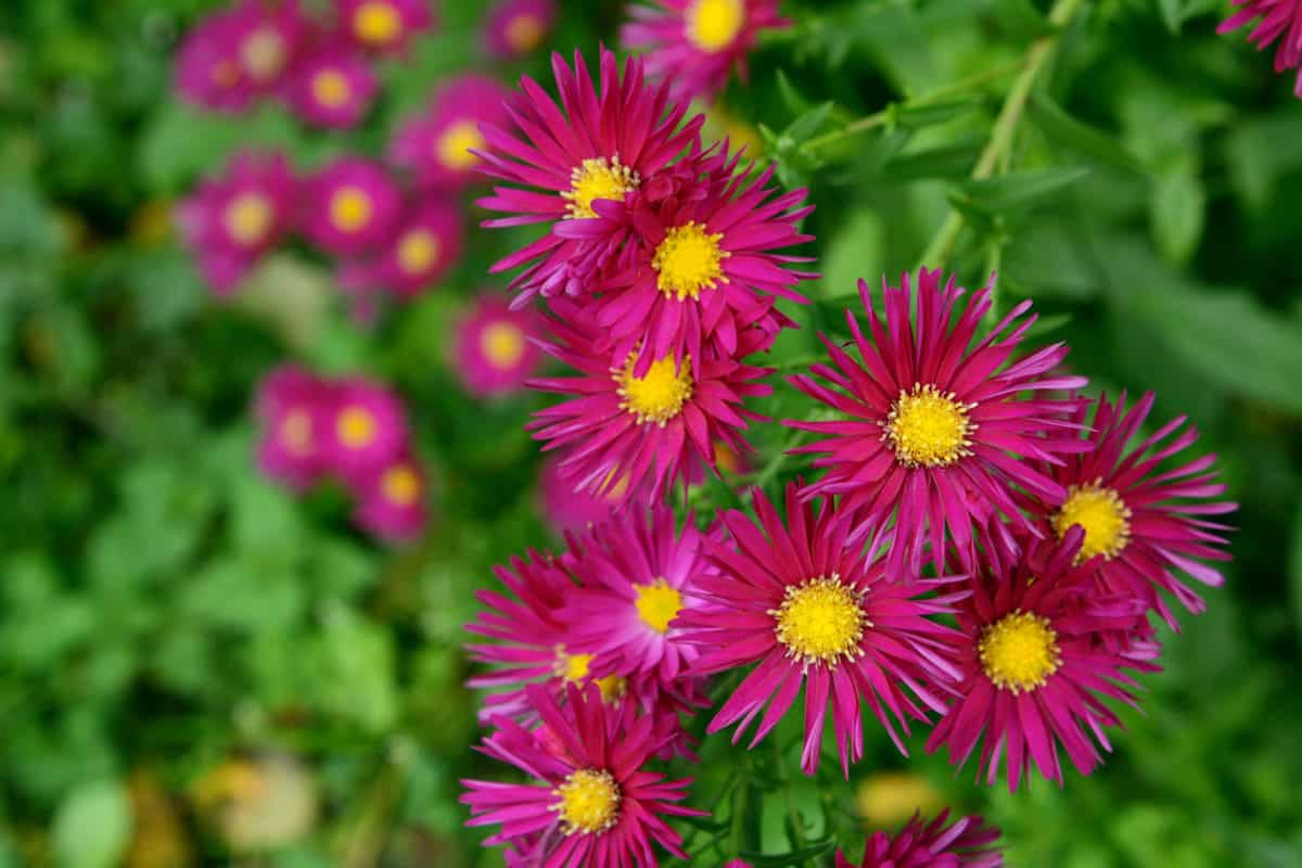 21 Beautiful Pink Perennials for Your Backyard