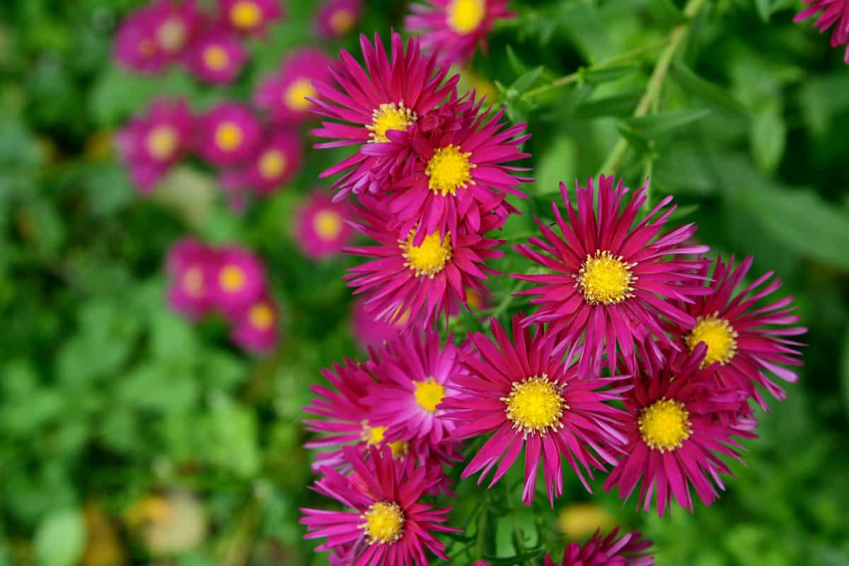 21 Beautiful Pink Perennials for Your Backyard