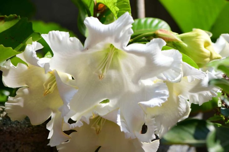 10 Lily Varieties to Fall In Love With