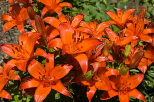 10 Lily Varieties to Fall In Love With
