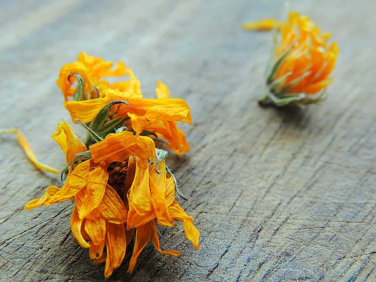 15 Plants to Grow for Dried Flowers & How To Dry Them
