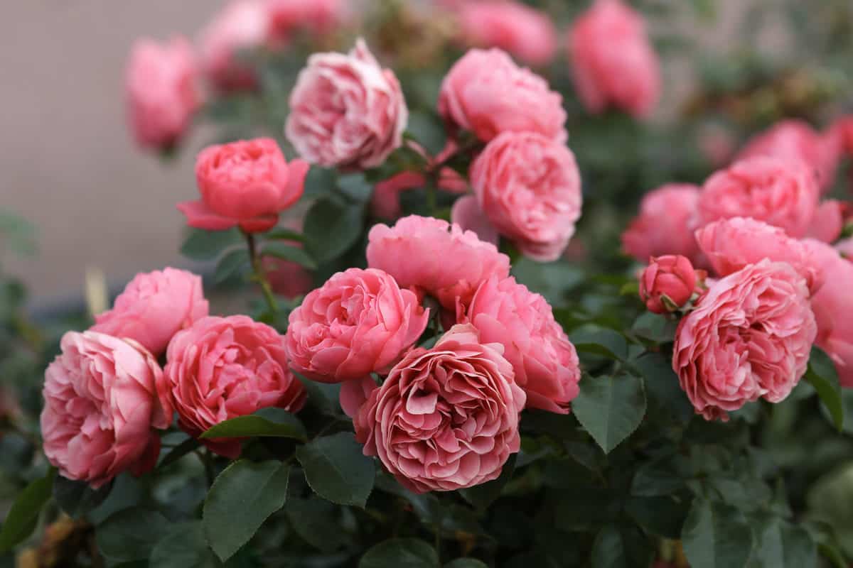 21 Beautiful Pink Perennials for Your Backyard