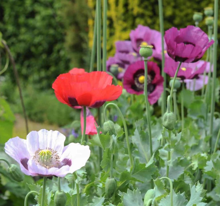 15 Plants to Grow for Dried Flowers & How To Dry Them