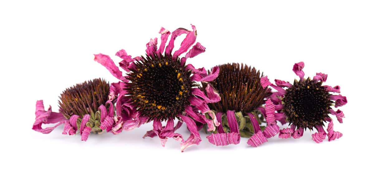 15 Plants to Grow for Dried Flowers & How To Dry Them