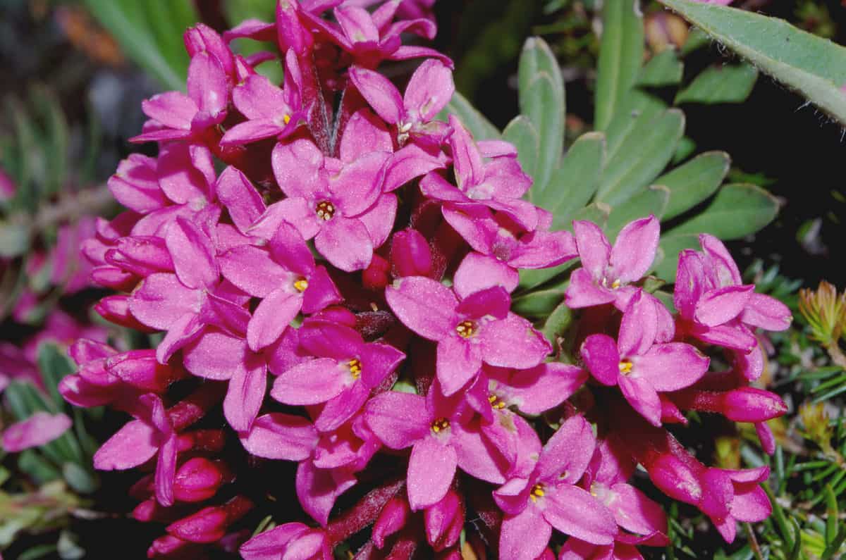 8 Early Spring Flowering Shrubs To Wake Up Your Backyard