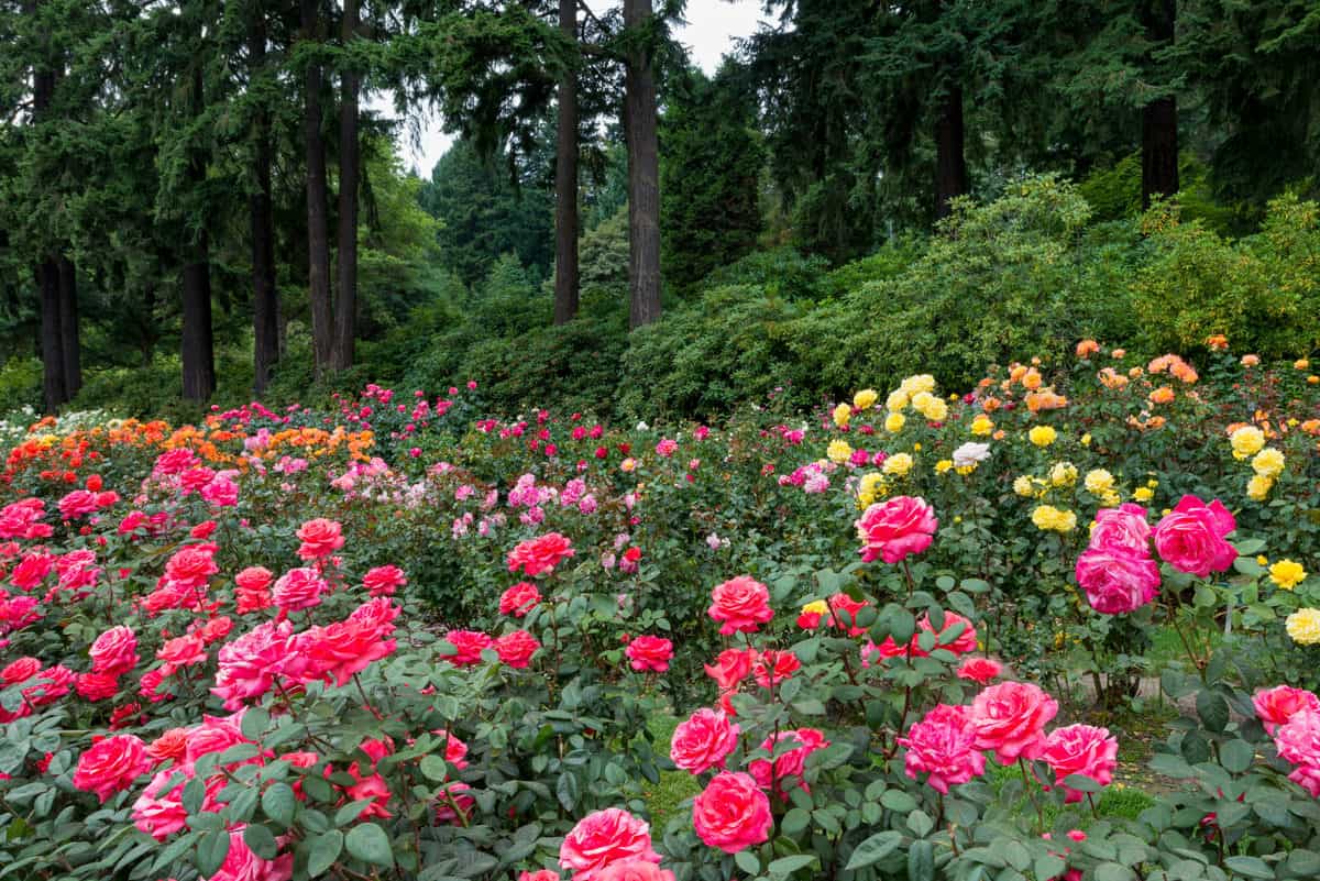 12 Rose Companion Plants (& What Not To Grow Near Roses)