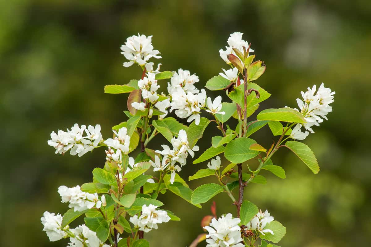 8 Early Spring Flowering Shrubs To Wake Up Your Backyard
