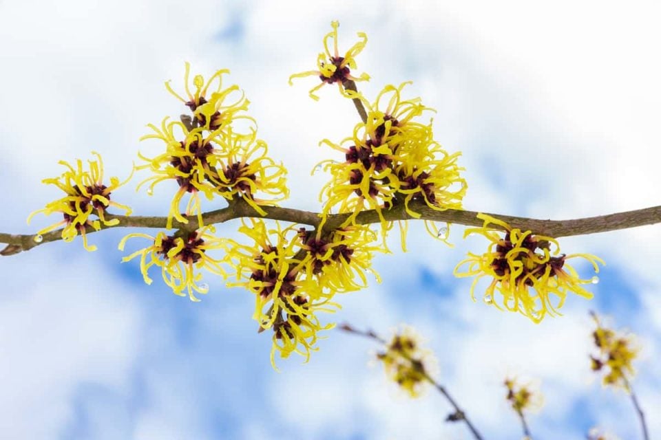 8 Early Spring Flowering Shrubs To Wake Up Your Backyard