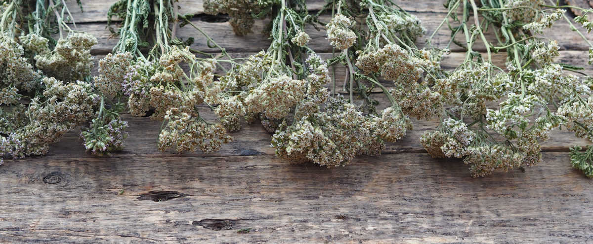 15 Plants to Grow for Dried Flowers & How To Dry Them