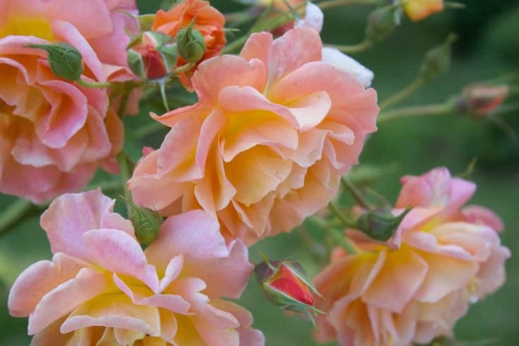 15 Fragrant Flowers for a Sweet-Smelling Garden