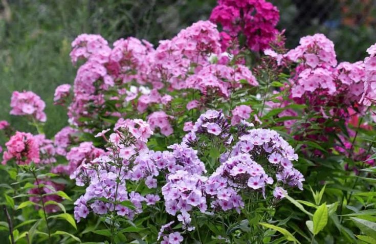 15 Fragrant Flowers for a Sweet-Smelling Garden