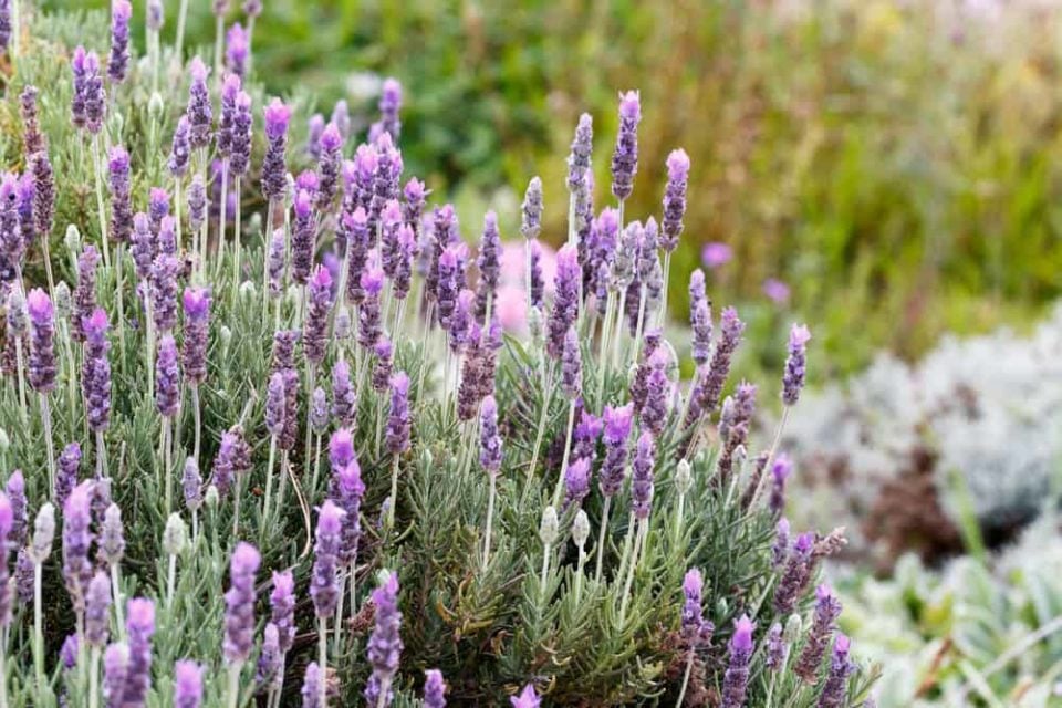 15 Fragrant Flowers for a Sweet-Smelling Garden