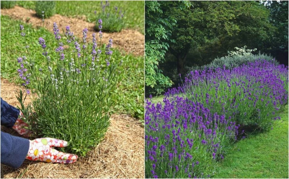 How to Plant a Lavender Hedge (& 12 Reasons Why You Should)