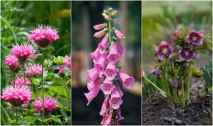 21 Beautiful Pink Perennials for Your Backyard