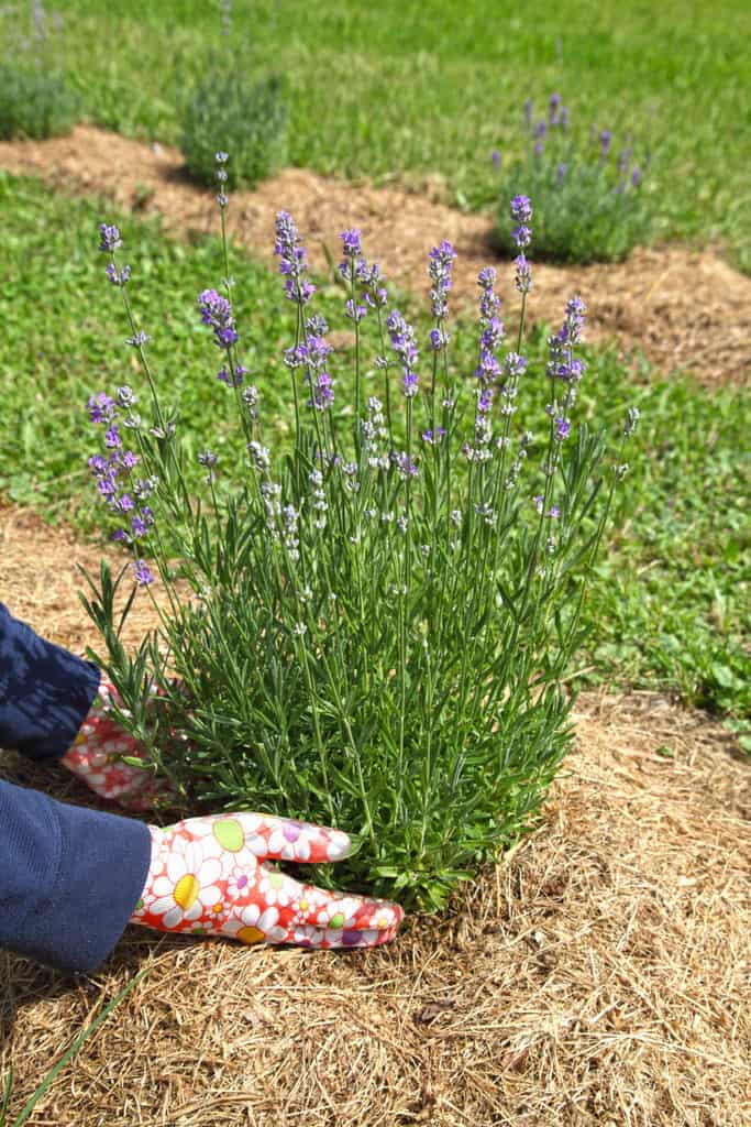 How to Plant a Lavender Hedge (& 12 Reasons Why You Should)