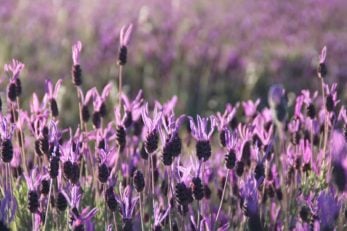 How to Plant a Lavender Hedge (& 12 Reasons Why You Should)