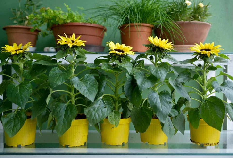 How to Grow Sunflowers: From Seed To Big Blooms