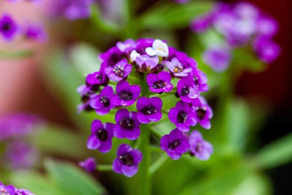 15 Fragrant Flowers for a Sweet-Smelling Garden