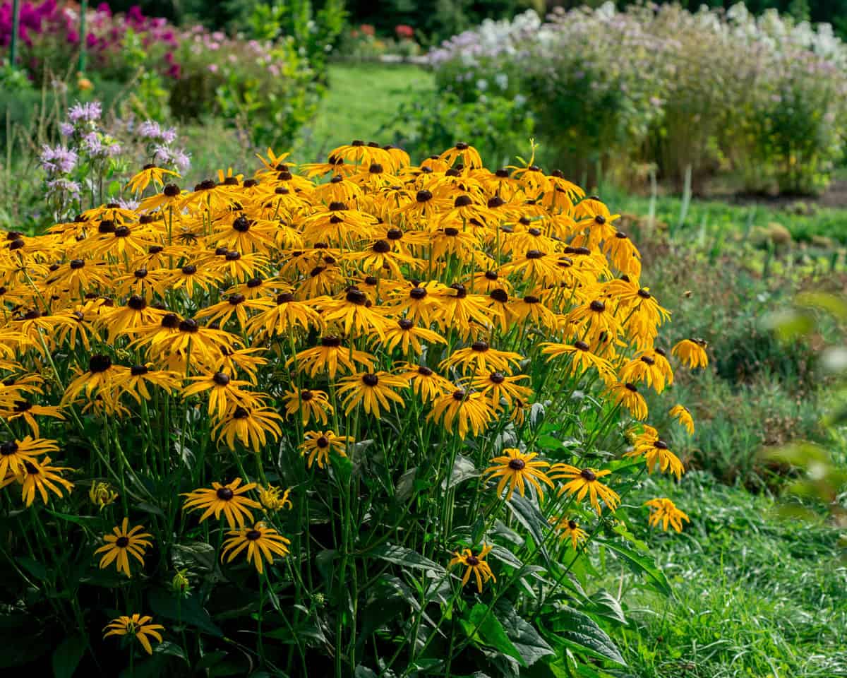 15 Front Yard Plants For Year-Round Curb Appeal