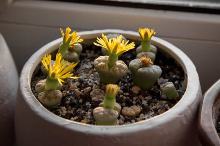 How To Grow & Care For Lithops - Living Stone Plants