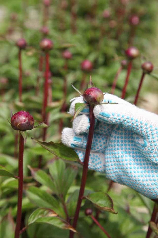 Ants On Your Peonies? Here's Why & What To Do About It