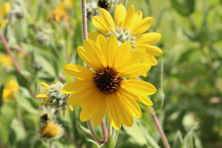 7 Perennial Sunflowers That Bloom Year After Year